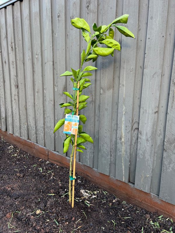 Building a garden in the backyard